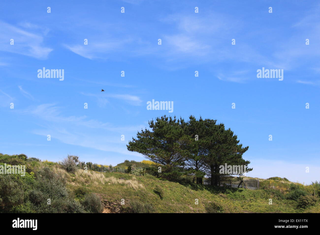 Trees on skyline hi-res stock photography and images - Alamy