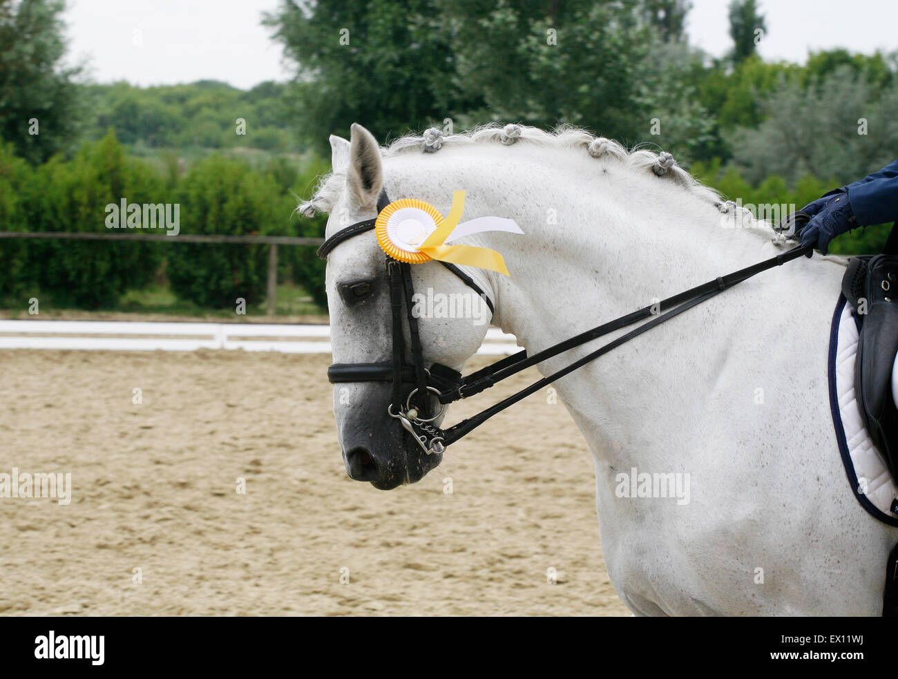 Head of a beautiful award-winning horse in the arena. First prize ...