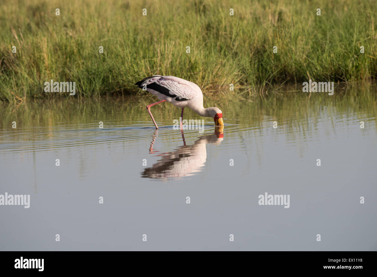 Tanzanian stork hi-res stock photography and images - Alamy