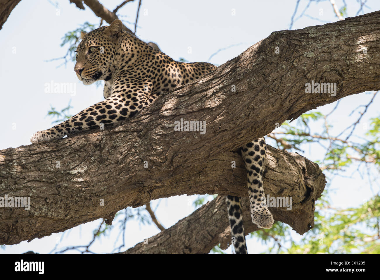 Leopard in tree hi-res stock photography and images - Alamy