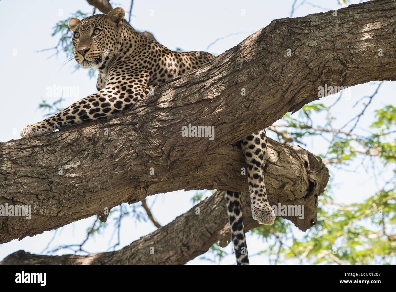 Leopard resting in acacia tree hi-res stock photography and images - Alamy