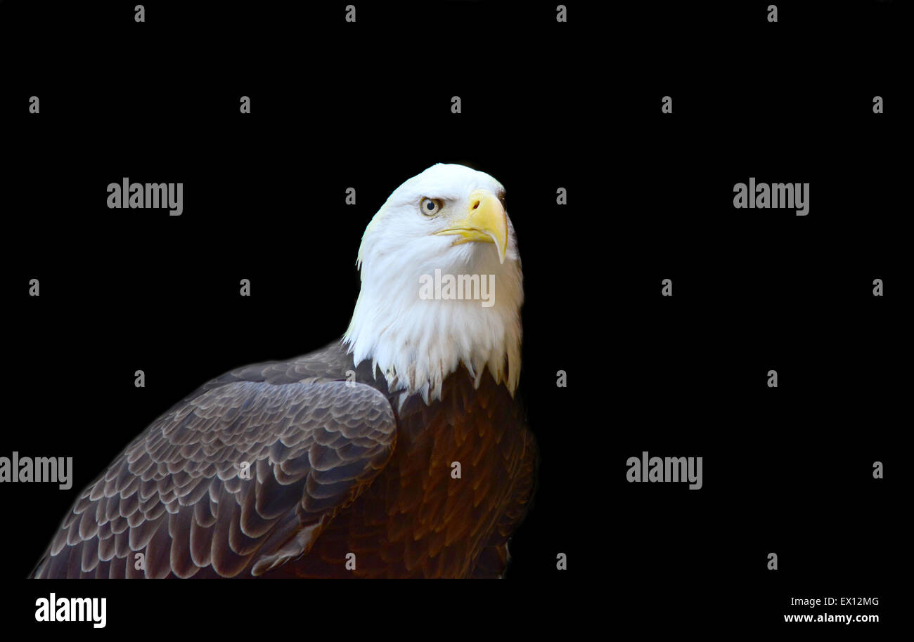 Great Bald Eagle isolated on a dark background Stock Photo - Alamy