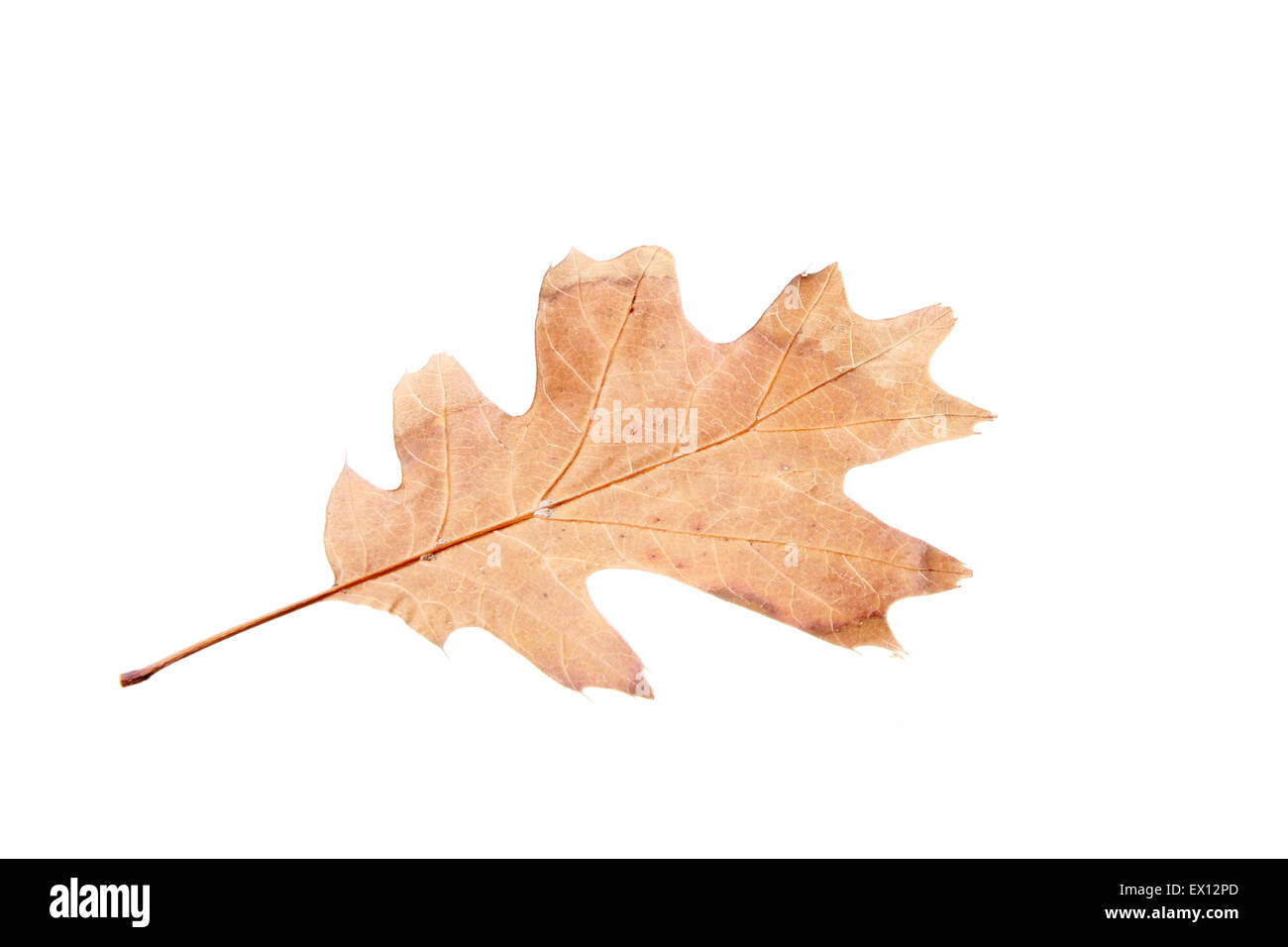 Small dried leaf on white Stock Photo - Alamy