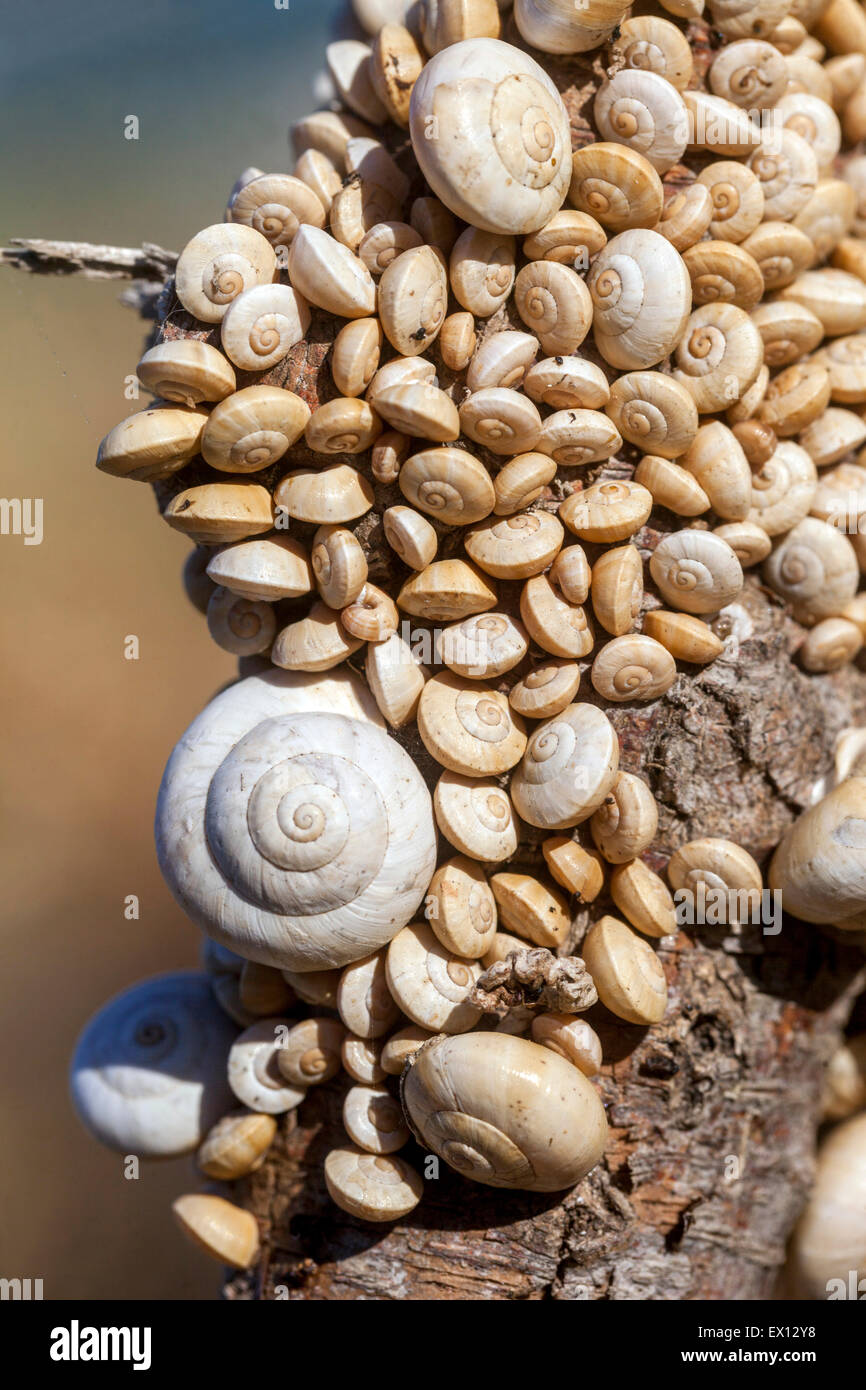 Mediterranean Coastal Snail Stock Photos & Mediterranean Coastal Snail ...
