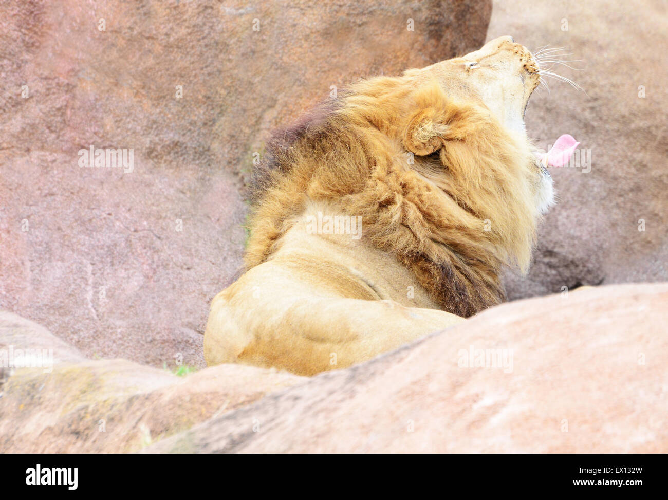 Lion laying down hi-res stock photography and images - Alamy