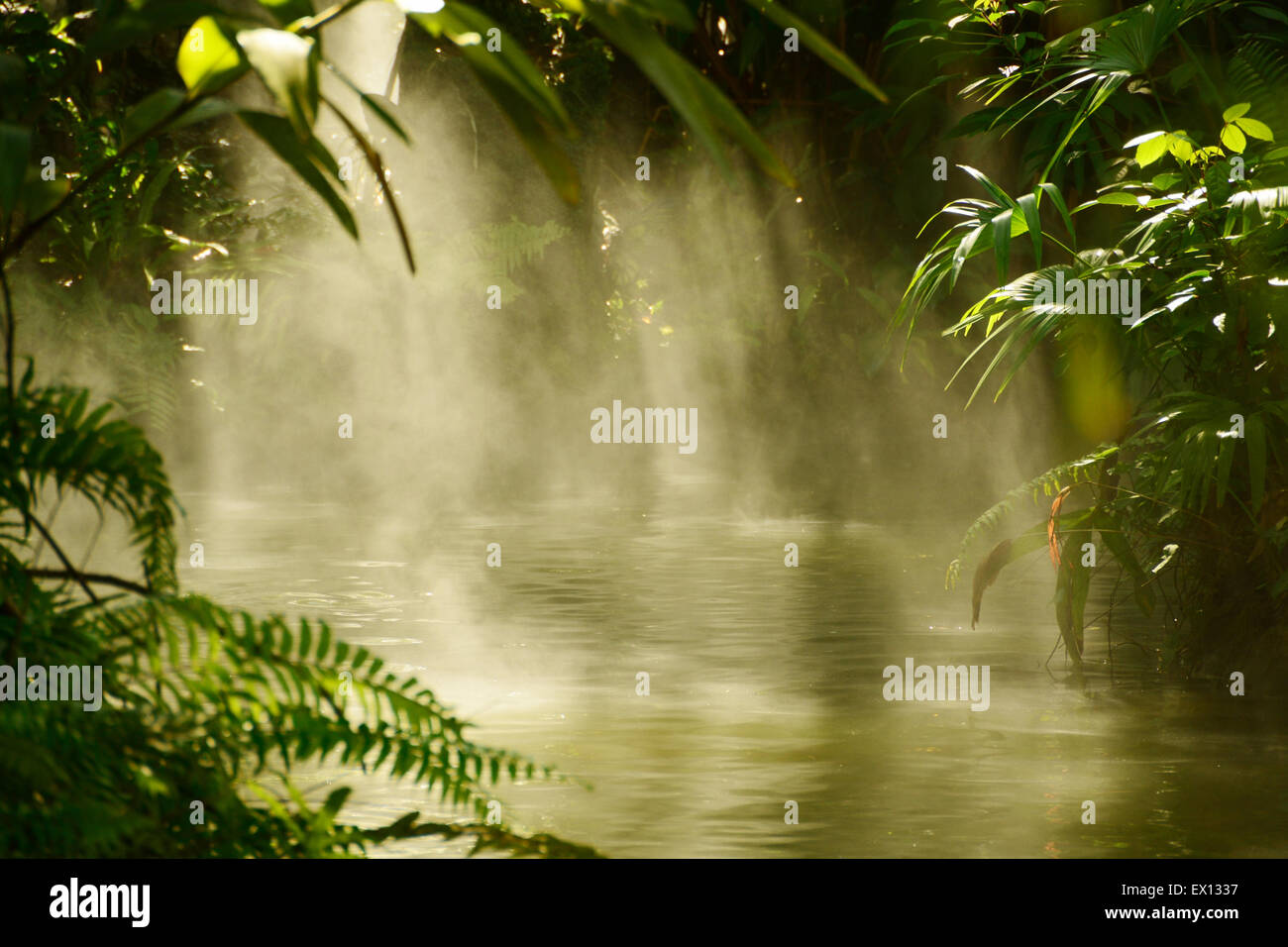 Sun shining through rainforest hi-res stock photography and images - Alamy
