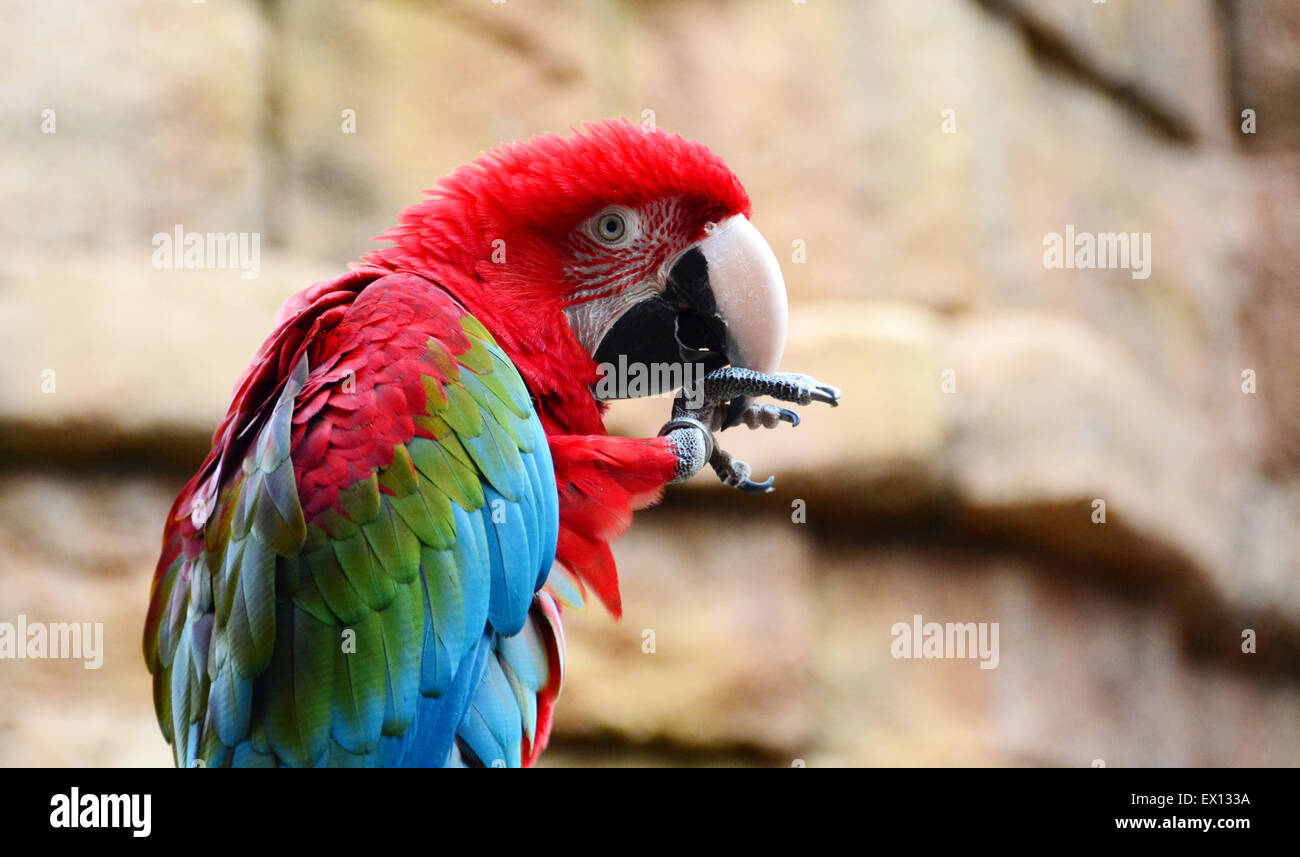 scarlet macaw (Ara macao) biting his foot Stock Photo - Alamy