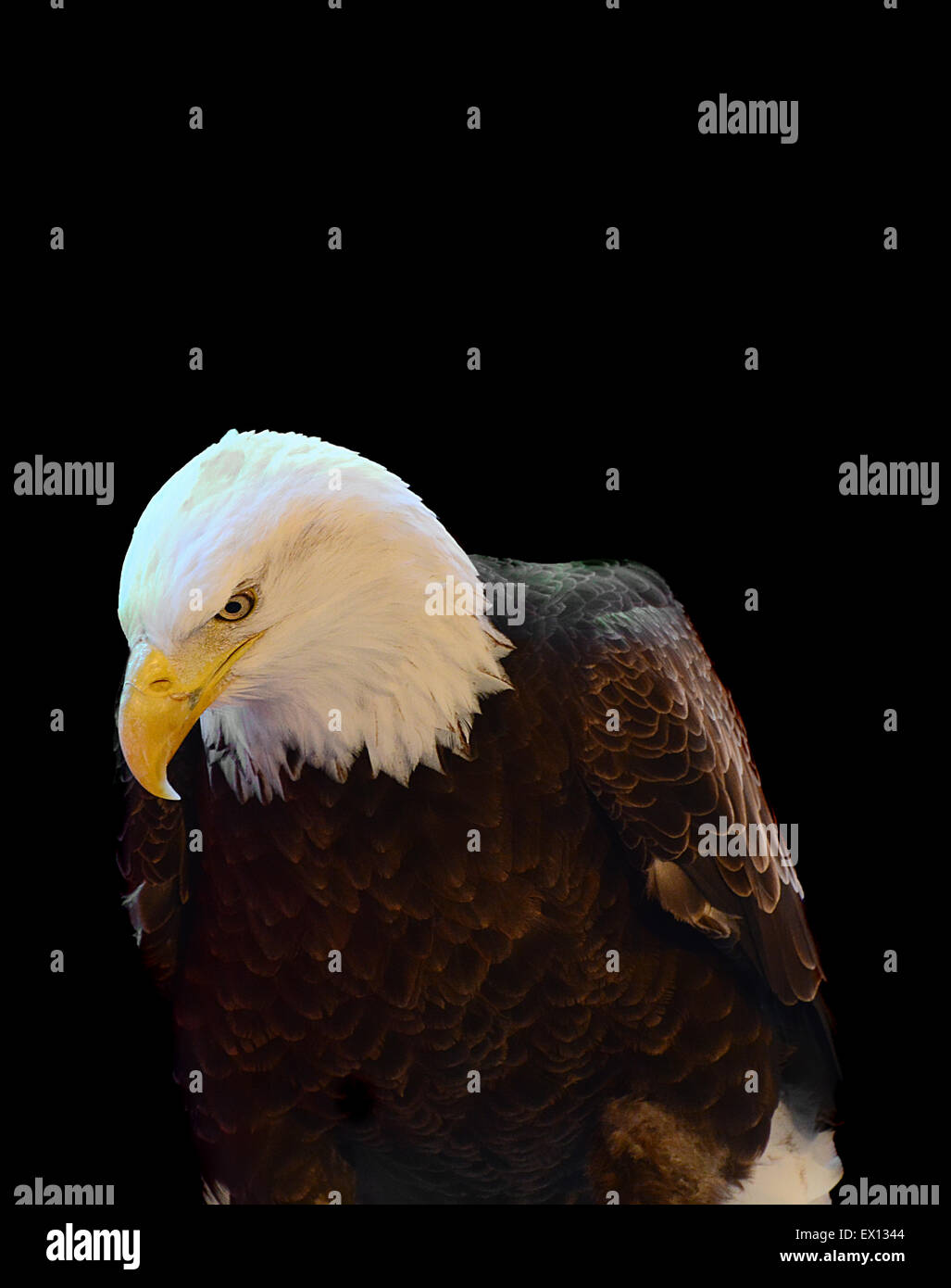 Great Bald Eagle isolated on a dark background Stock Photo - Alamy