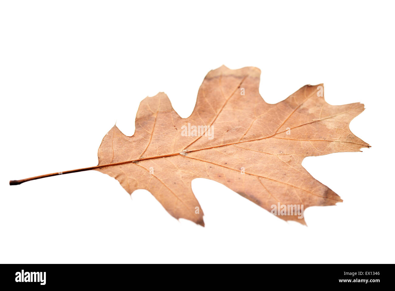 Small dried up maple leaf on a white background Stock Photo - Alamy