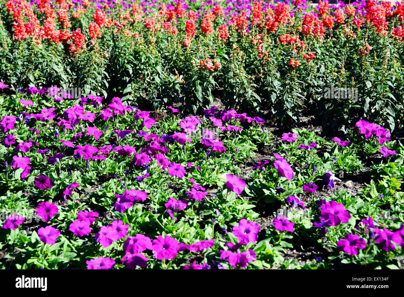 Field full of different color flowers Stock Photo - Alamy
