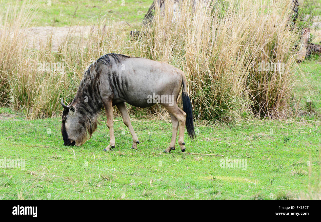Wildebeest eating grass at a savanna Stock Photo - Alamy