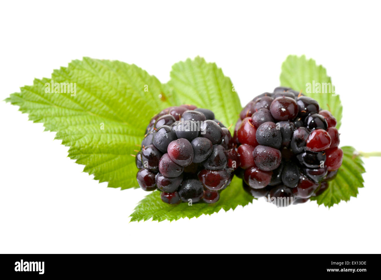 Two blackberries and green leaves isolated on white Stock Photo - Alamy