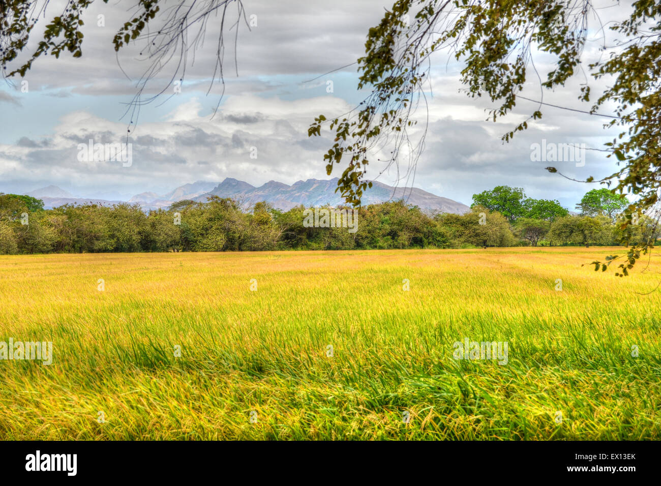 Beautiful rice field in the countryside of Panama Stock Photo - Alamy