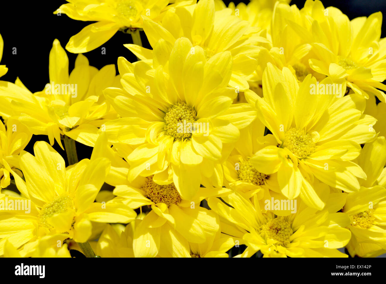 Yellow daisy petals hi-res stock photography and images - Alamy