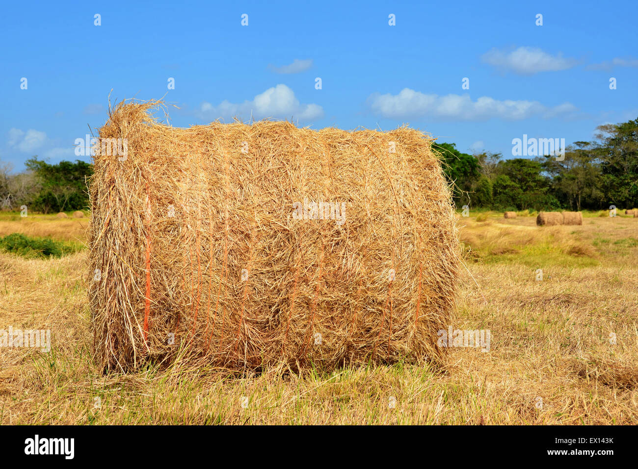 One hay bale on a pasture field with a beautiful blue sky Stock Photo ...