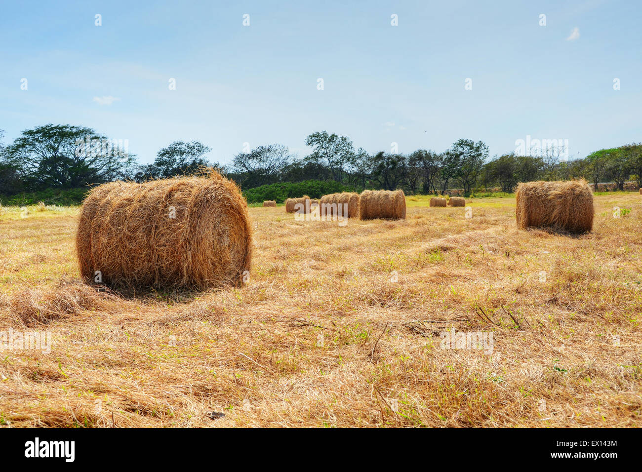 Hay bales in a pasture field with a nice blue sky Stock Photo - Alamy