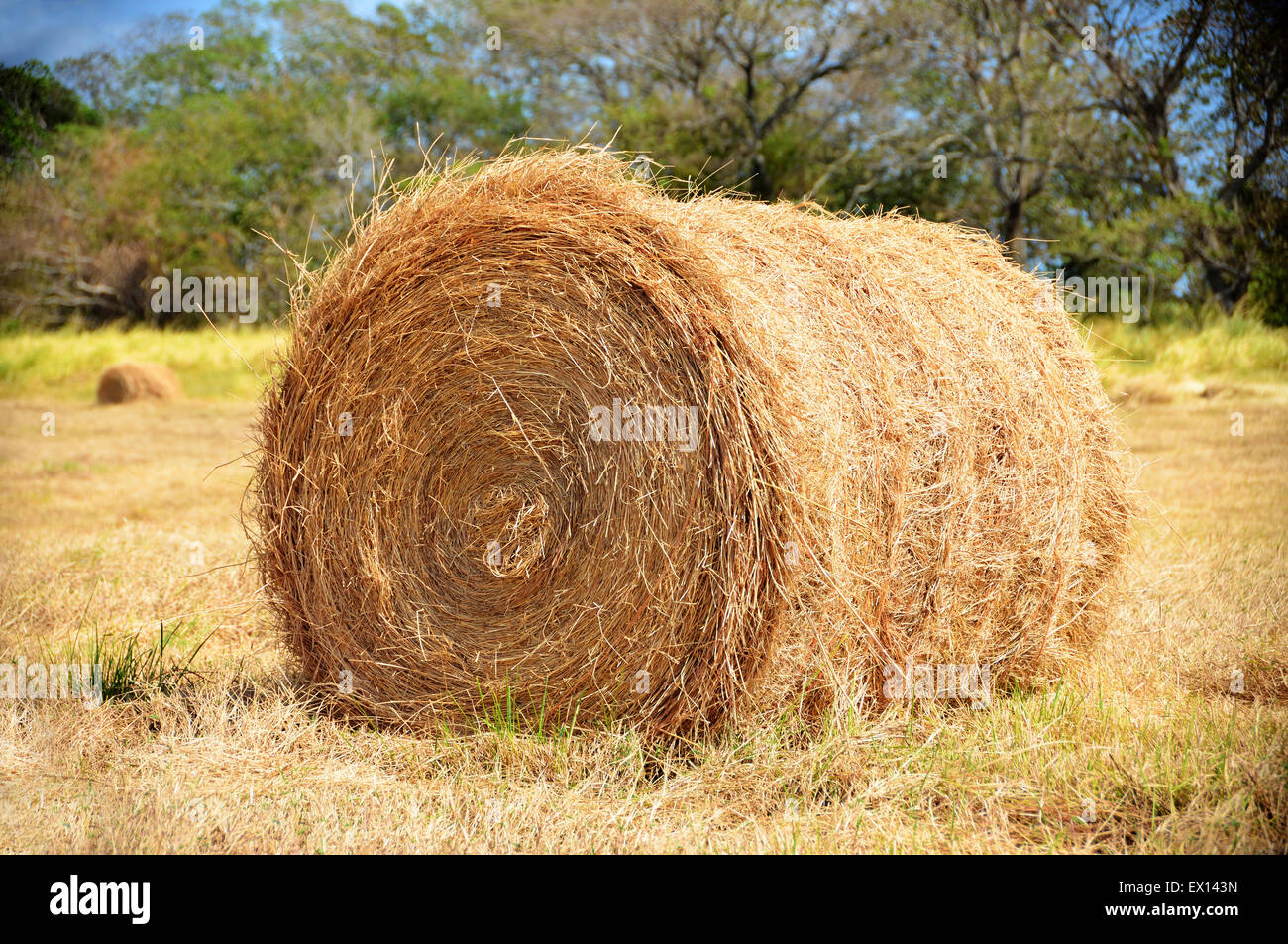 One hay bale on a pasture field with a beautiful blue sky and trees ...