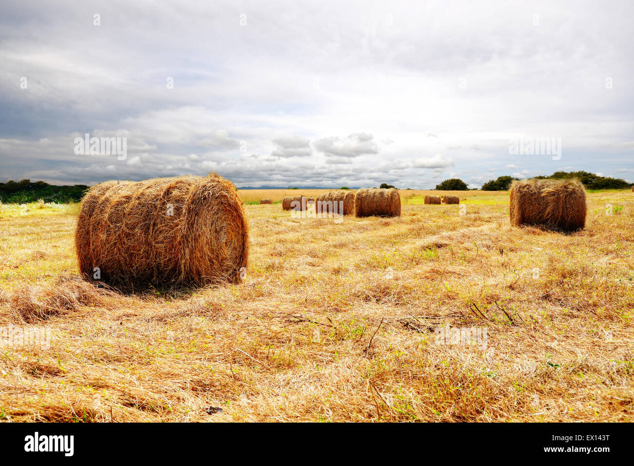 Pasture land panama hi-res stock photography and images - Alamy