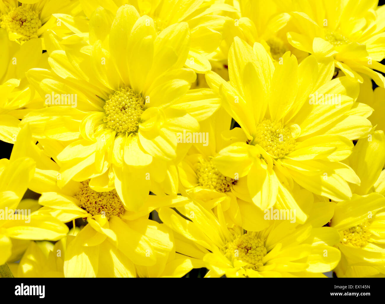 Golden yellow daisy flower hi-res stock photography and images - Alamy