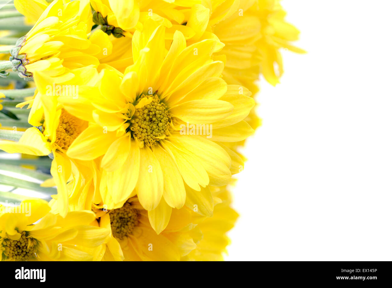 Isolated yellow wet blossom hi-res stock photography and images - Alamy