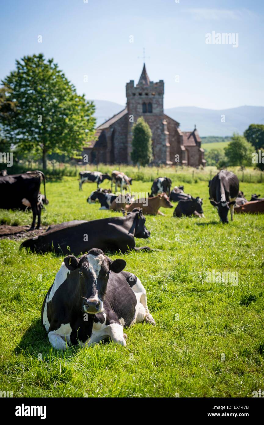 Dairy cows lying down in a field Stock Photo - Alamy