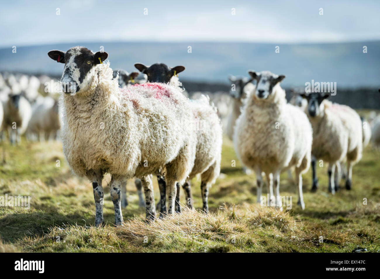 Sheep standing in a field Stock Photo - Alamy