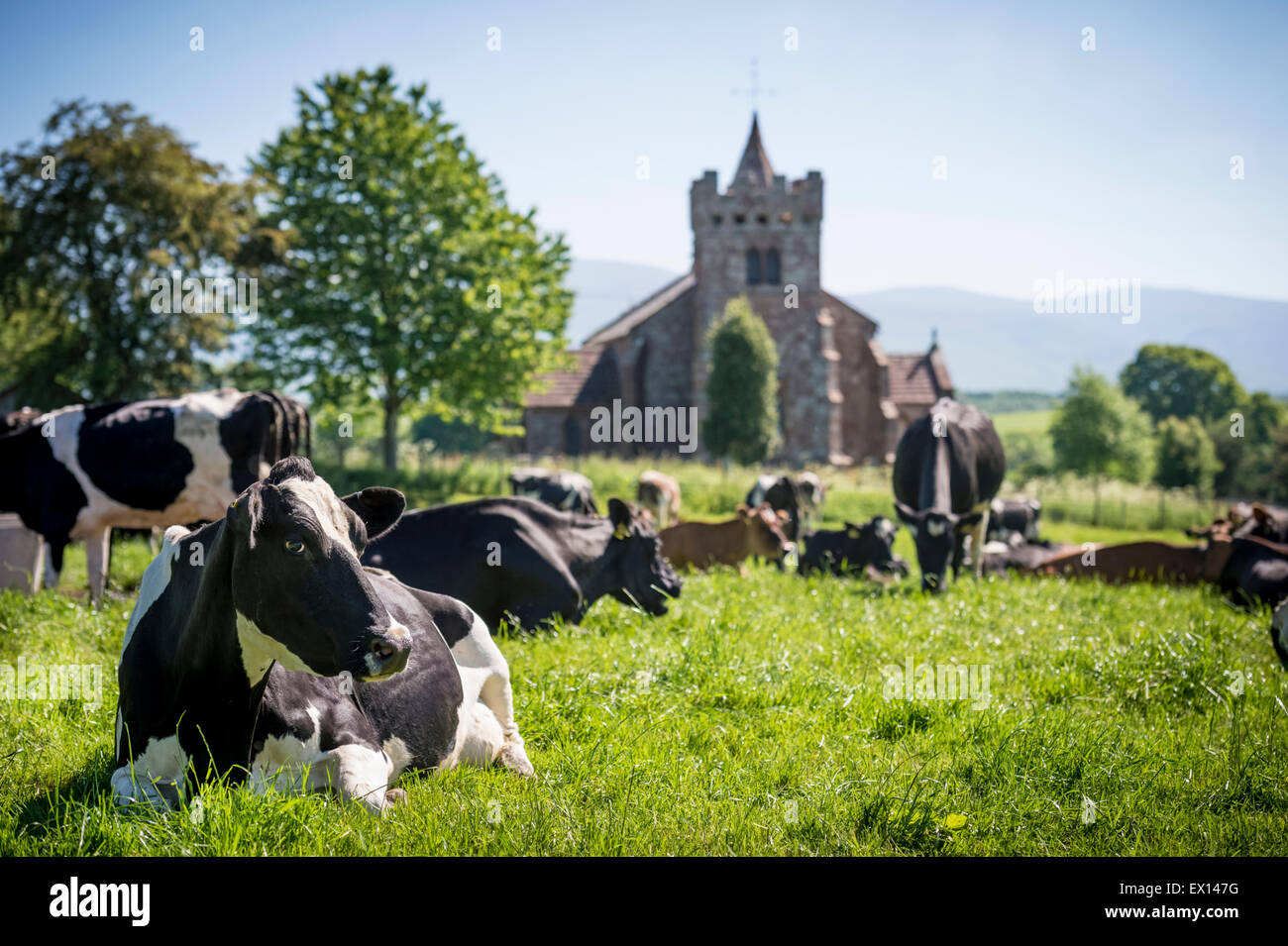 Dairy cows lying down in a field Stock Photo - Alamy