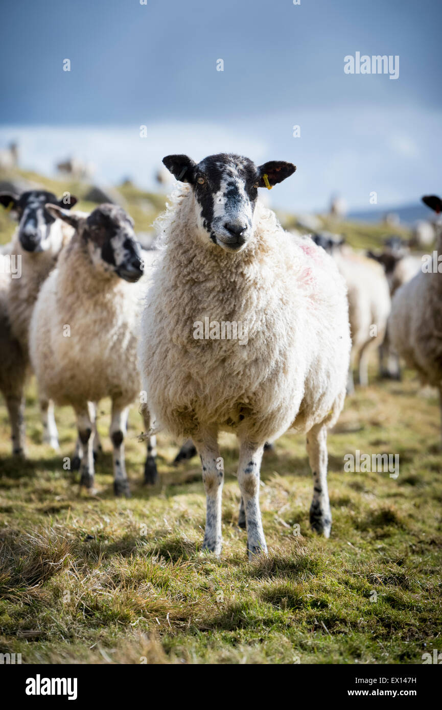 Sheep standing in a field Stock Photo - Alamy