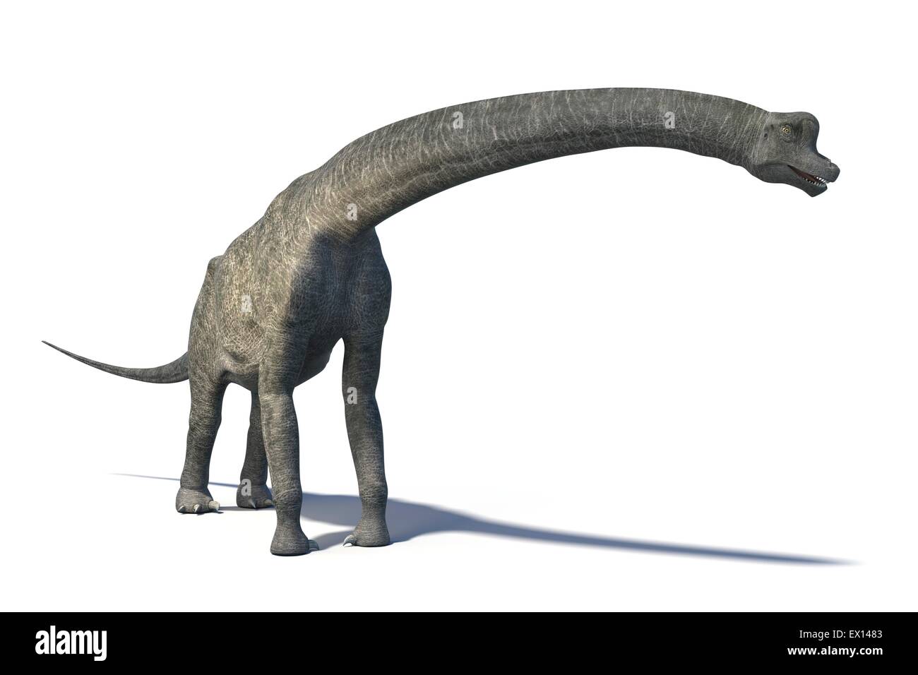 Brachiosaurus, computer illustration Stock Photo - Alamy
