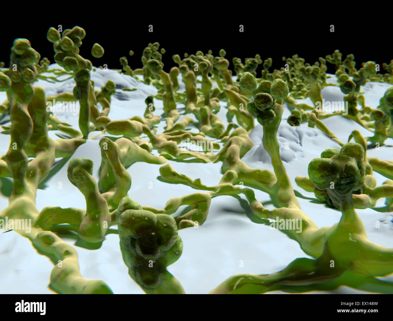 Mildew, computer illustration Stock Photo - Alamy