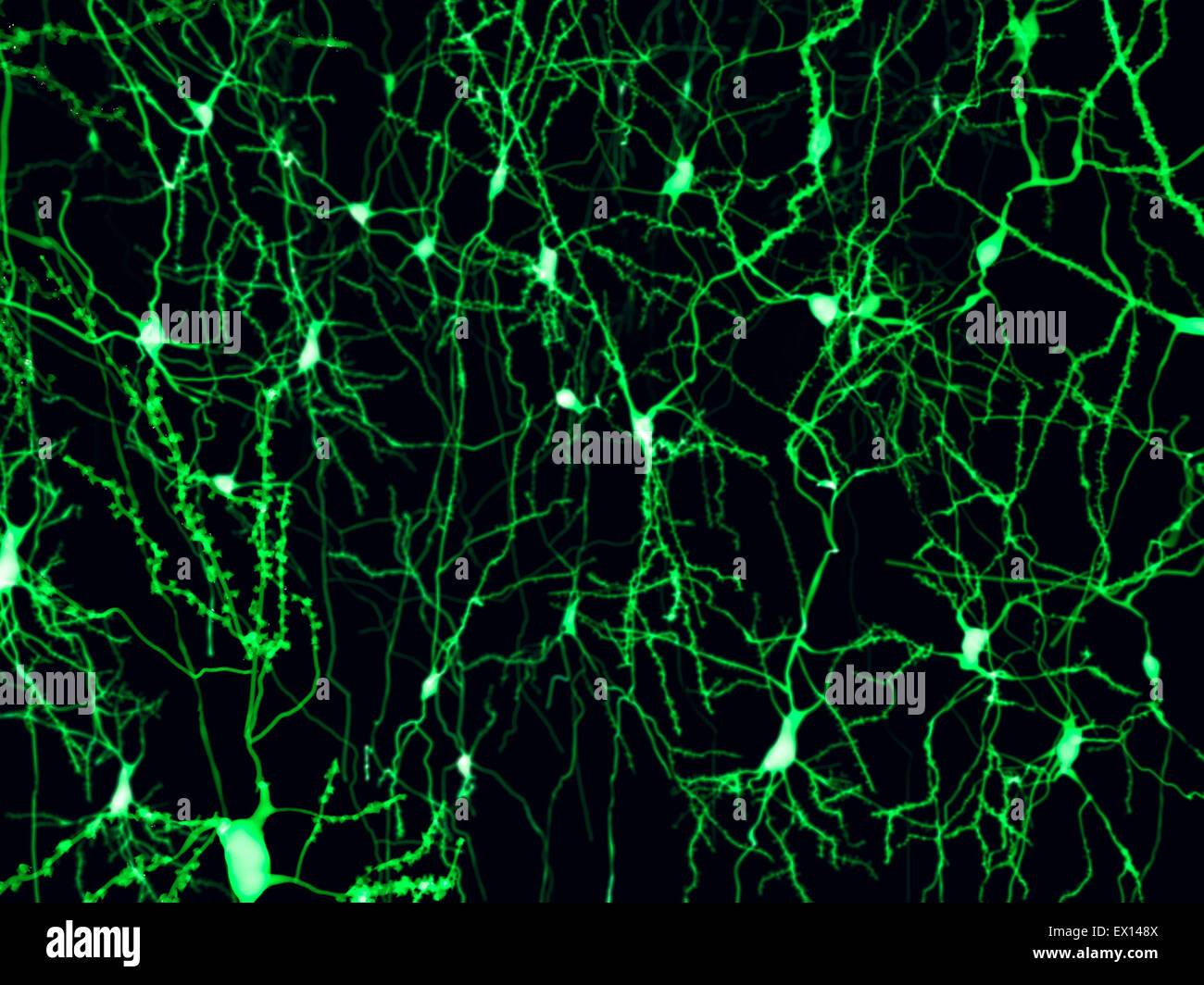 Nerve cells, computer illustration Stock Photo - Alamy