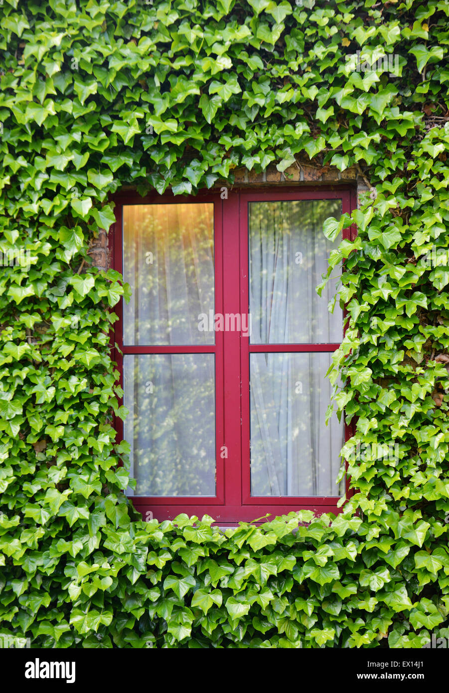 Close up shot of a window surrounded with green leaves of a creeper ...