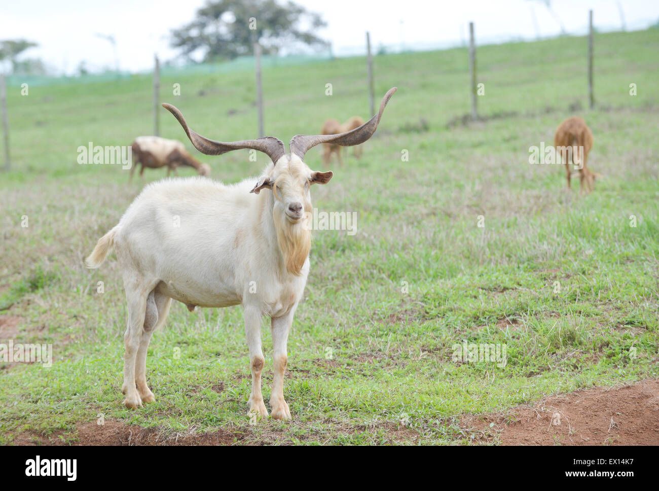Goat ram horns hi-res stock photography and images - Alamy