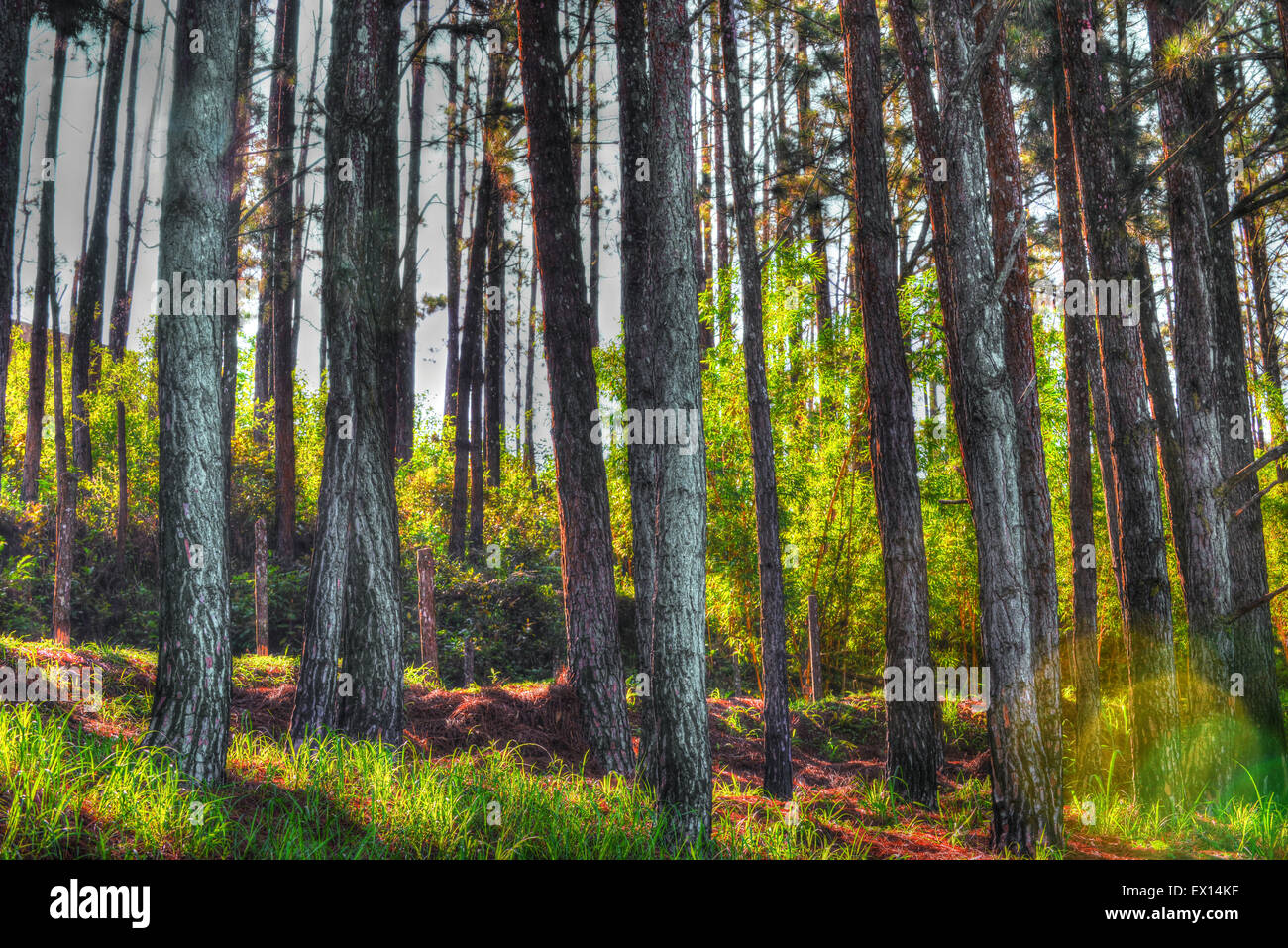 Sun shining through pine trees hi-res stock photography and images - Alamy