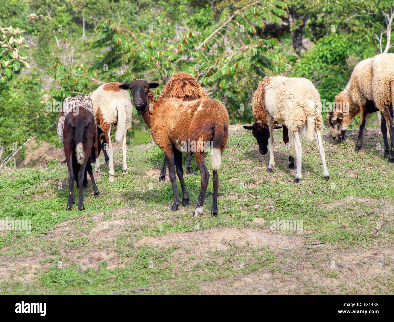 Group young sheep in grass hi-res stock photography and images - Alamy