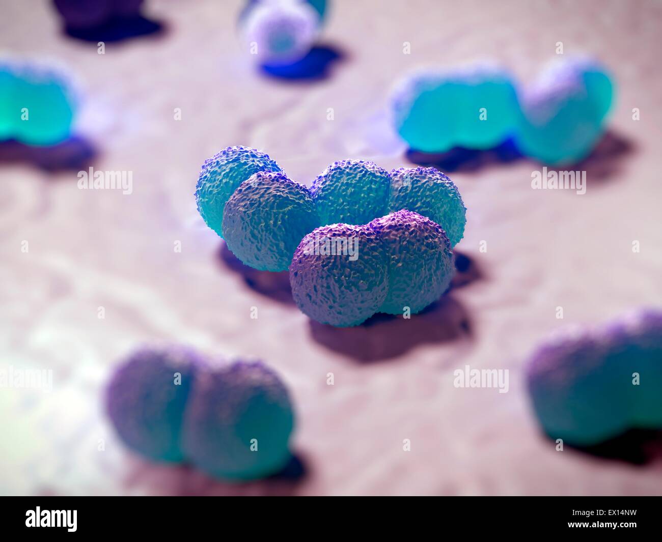 Neisseria meningitidis bacteria hi-res stock photography and images - Alamy