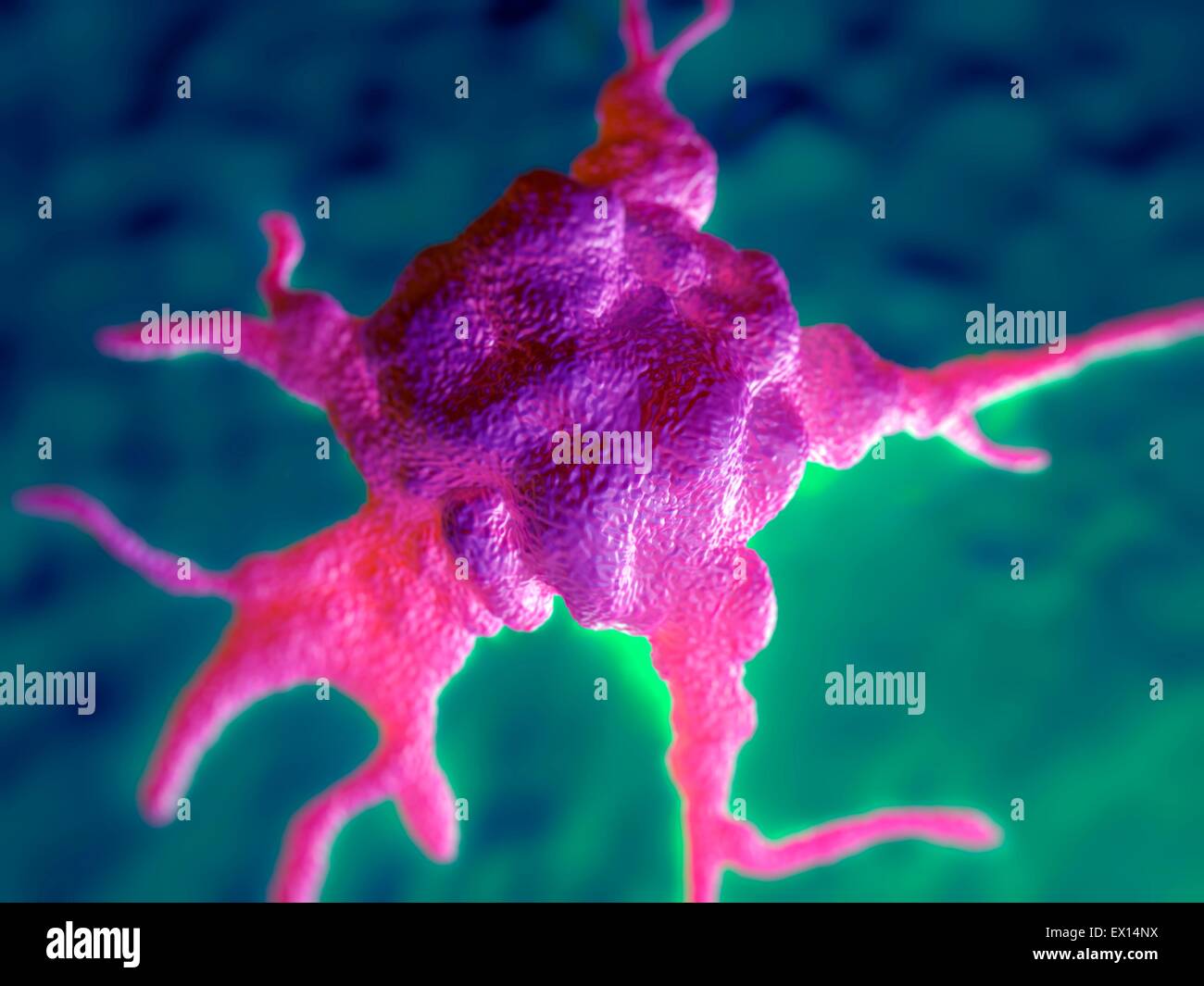 Macrophage hi-res stock photography and images - Alamy