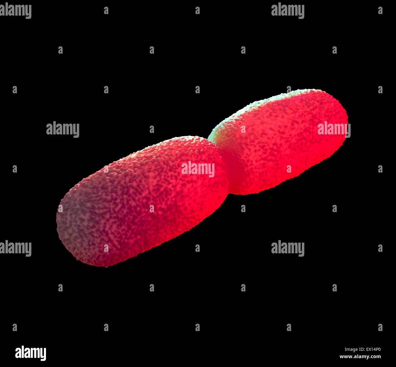 Listeria bacteria hi-res stock photography and images - Alamy