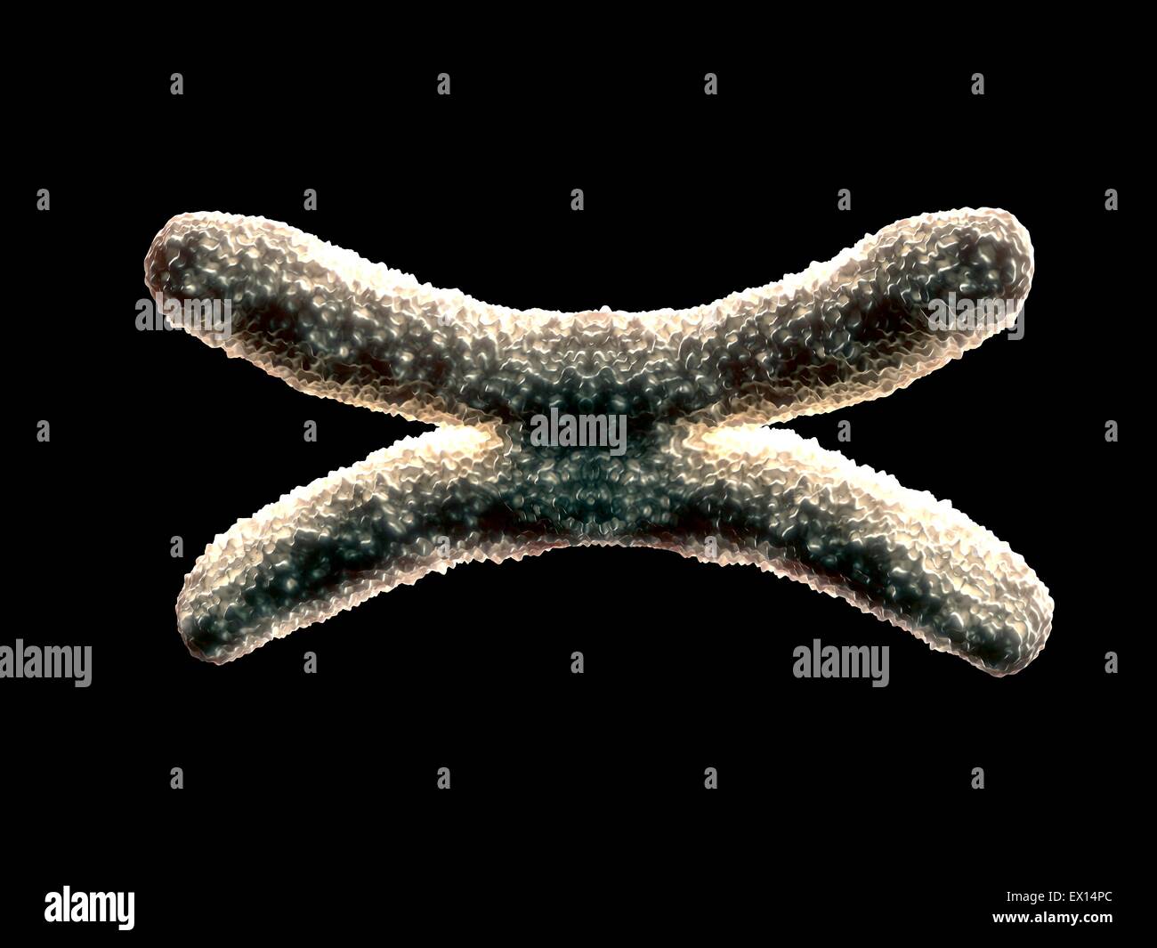 X chromosome hi-res stock photography and images - Alamy
