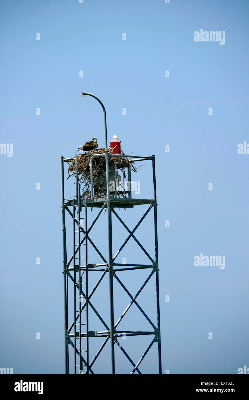 Raptor nest light hi-res stock photography and images - Alamy
