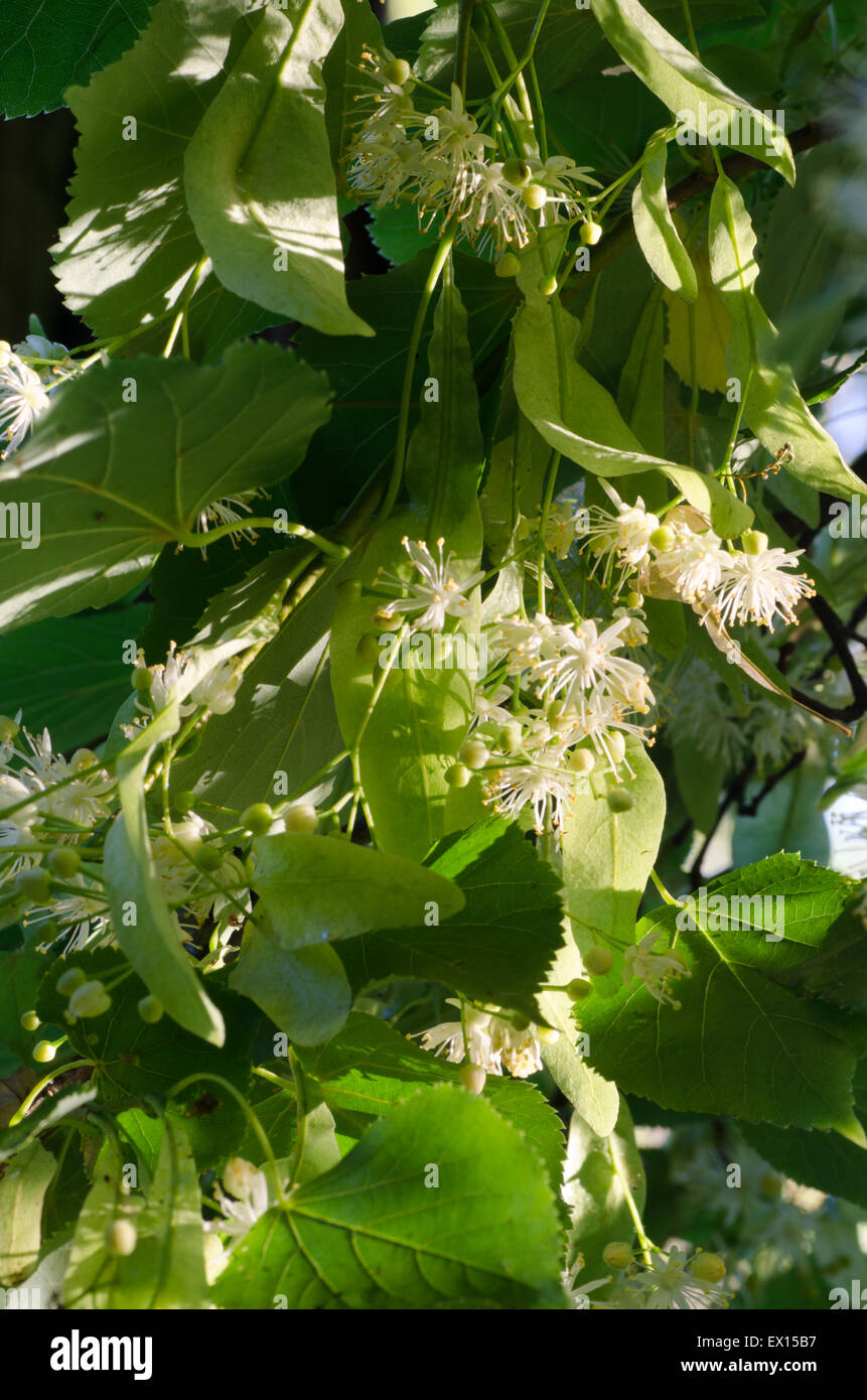 Linden tree leaves flowers hi-res stock photography and images - Alamy