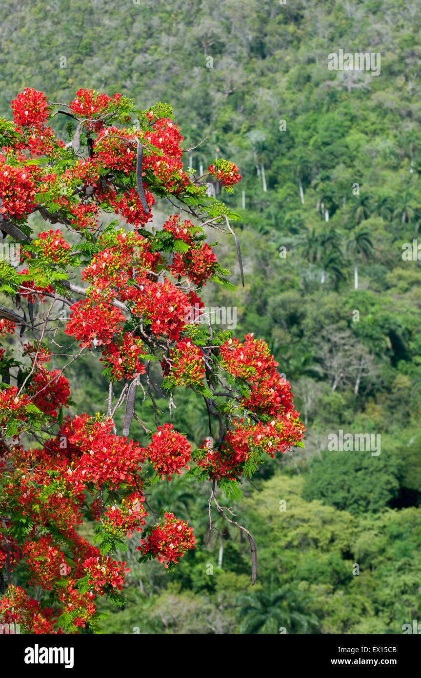 Red blossoms of flamboyant flame tree against tropical greenery Stock ...