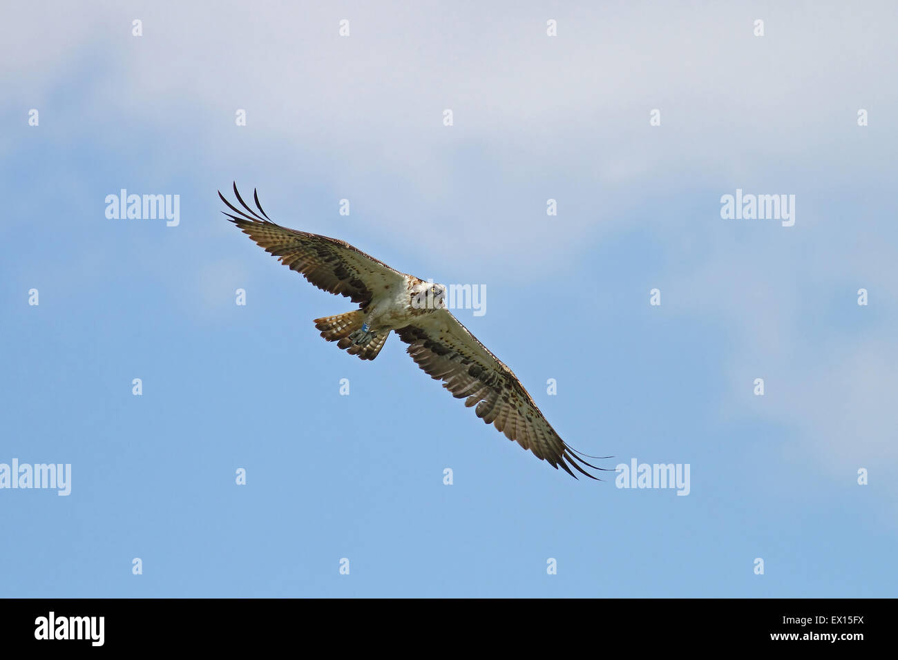 Open wings bird hi-res stock photography and images - Alamy