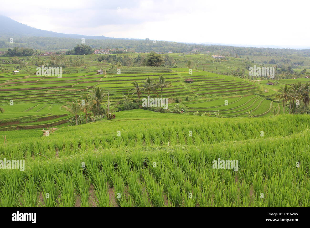 UNESCO site - Jatiluwih rice field, Bali Indonesia Stock Photo - Alamy