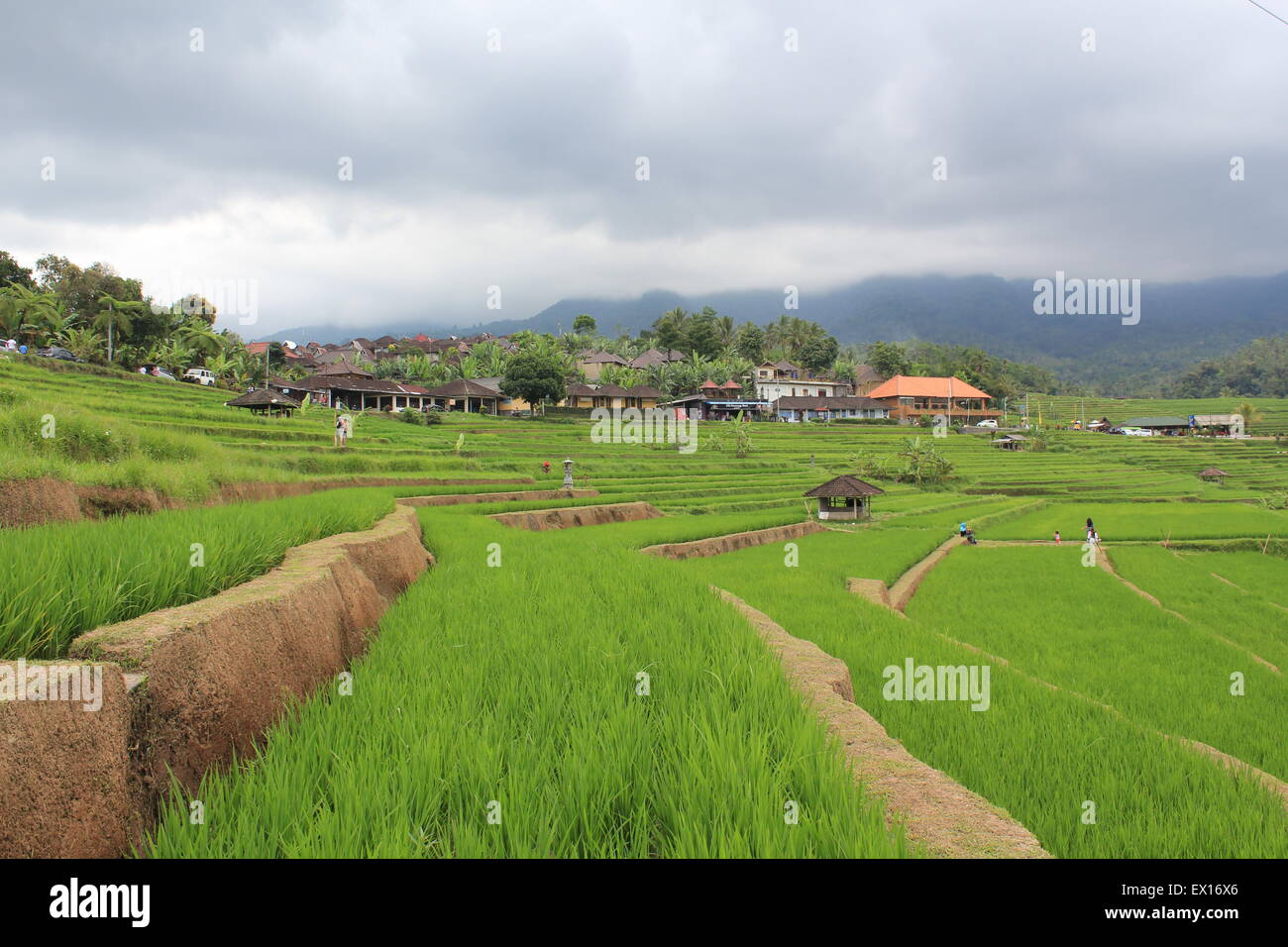 UNESCO site - Jatiluwih rice field, Bali Indonesia Stock Photo - Alamy