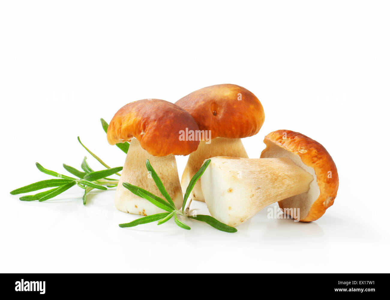 Studio shot of fresh porcini mushrooms Stock Photo - Alamy