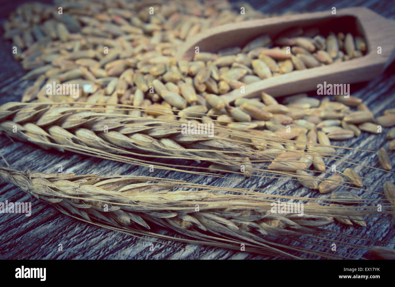 Vintage photo of organic whole rye grain with spoon and ears of rye ...