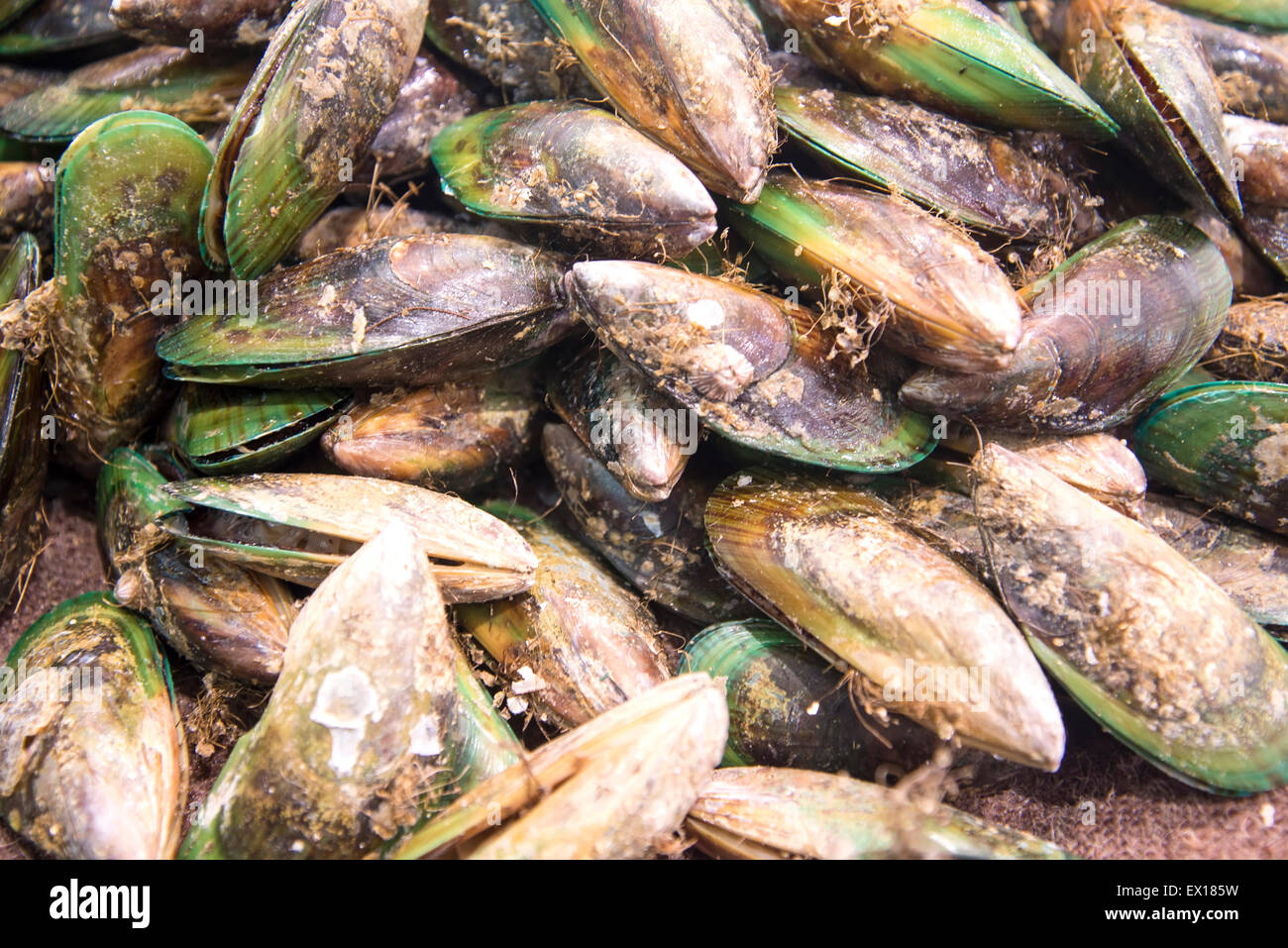 Mussels on the market Stock Photo - Alamy
