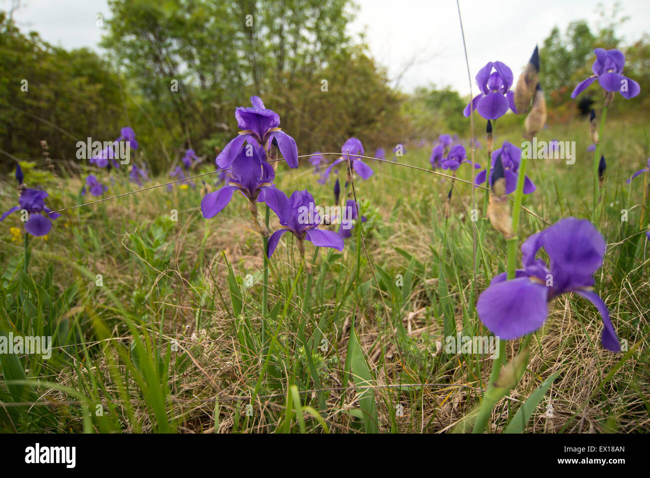 Blooming Iris growing wild Stock Photo - Alamy