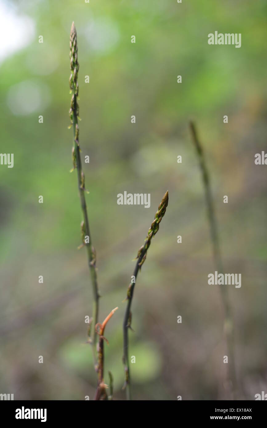 Growing asparagus wild hi-res stock photography and images - Alamy